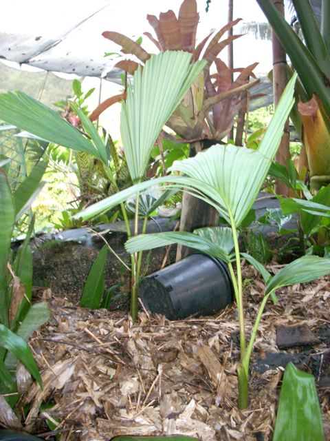 lets see your STILT ROOT PALMS............ - DISCUSSING PALM TREES ...