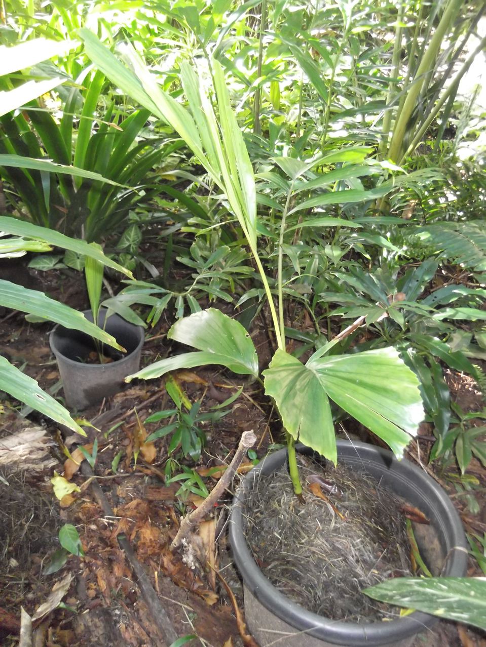 lets see your STILT ROOT PALMS............ - DISCUSSING PALM TREES ...