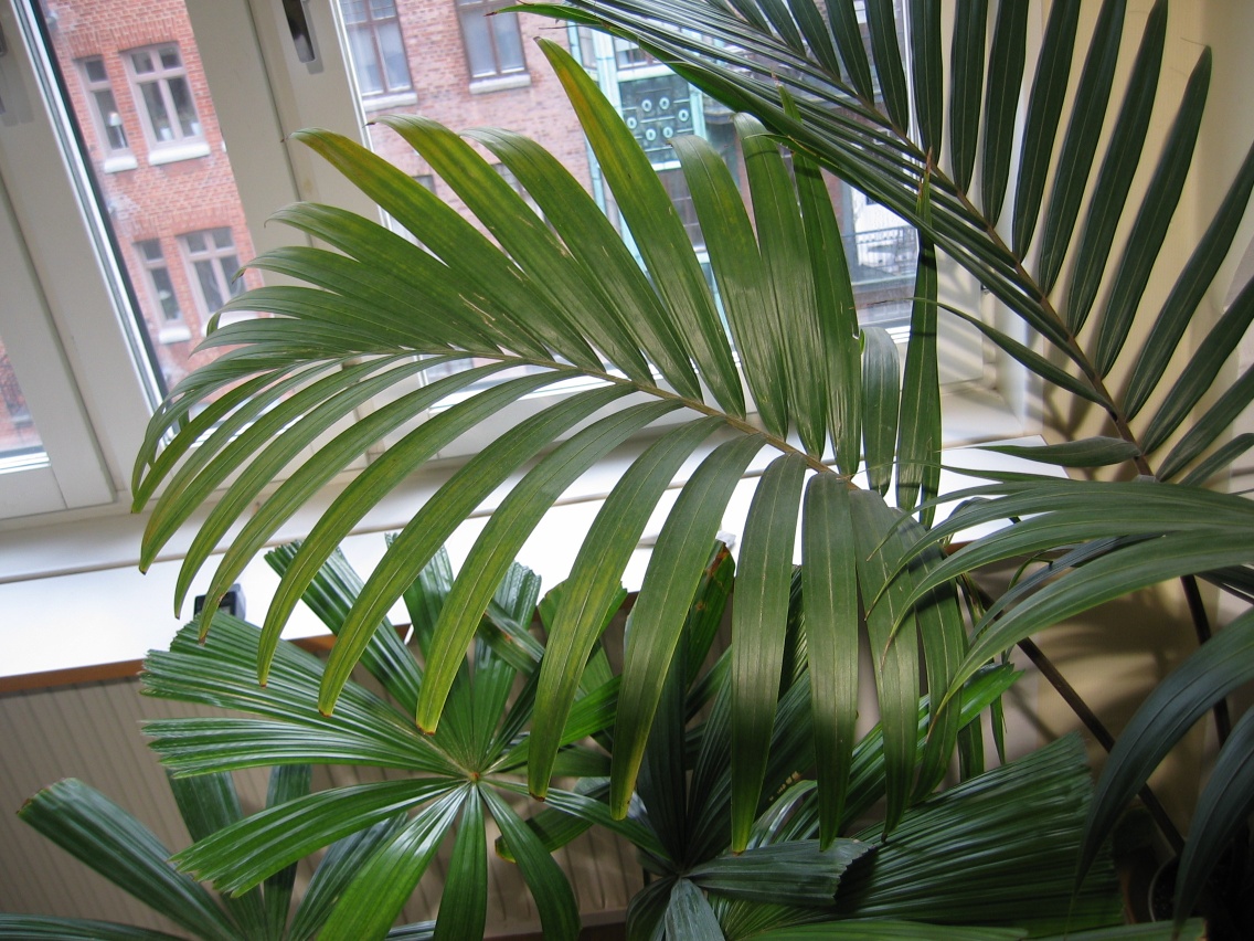 Crevice in petiole - DISCUSSING PALM TREES WORLDWIDE - PalmTalk