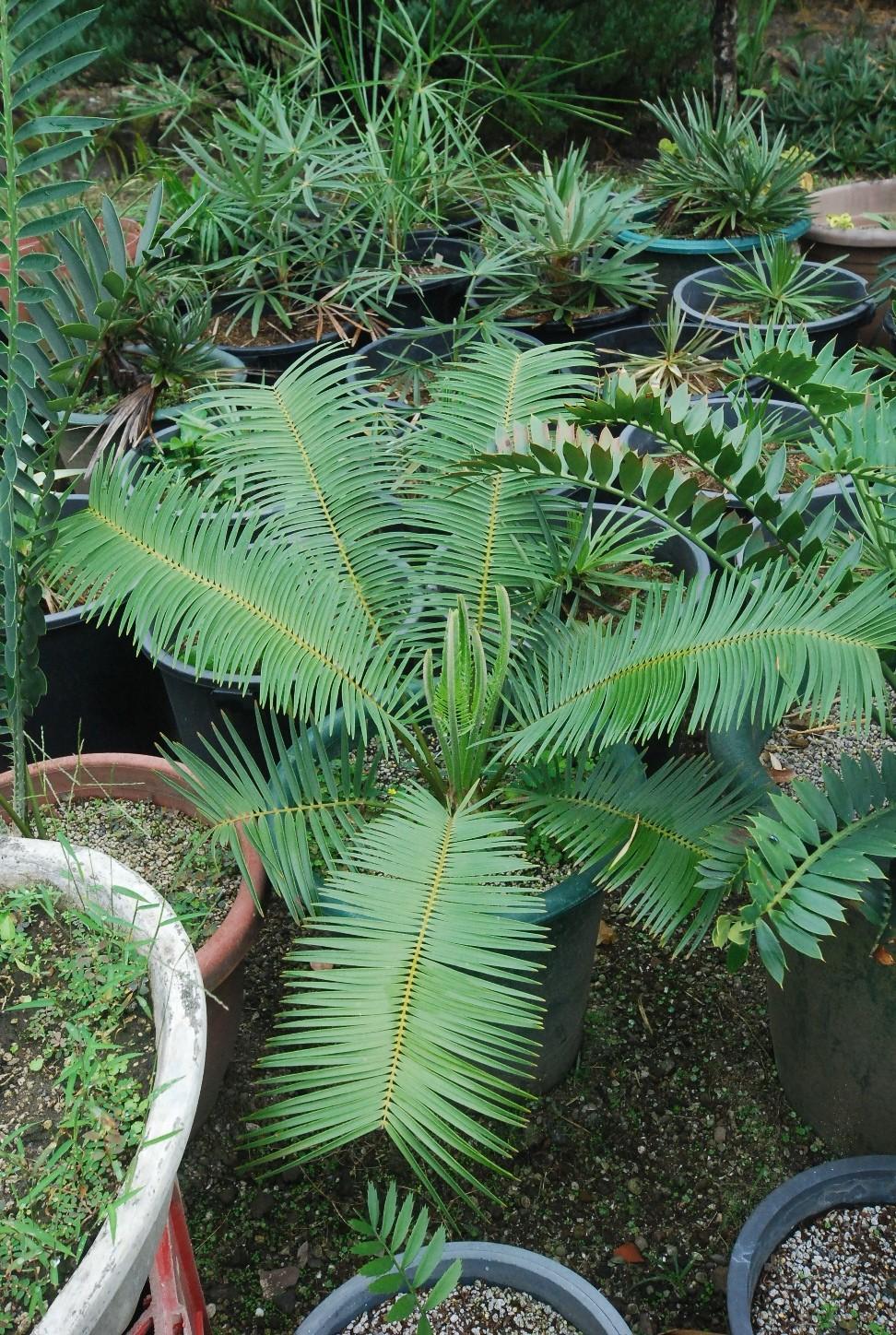 Microcycas Calocoma Flushing new leaves - TROPICAL LOOKING PLANTS ...