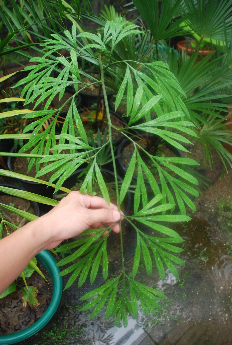 Cycas multipinnata - TROPICAL LOOKING PLANTS - Other Than Palms - PalmTalk