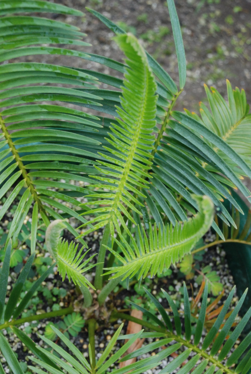 My Microcycas are flushing - TROPICAL LOOKING PLANTS - Other Than Palms ...