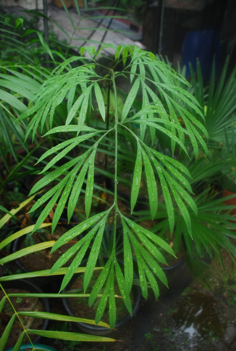 Cycas multipinnata - TROPICAL LOOKING PLANTS - Other Than Palms - PalmTalk