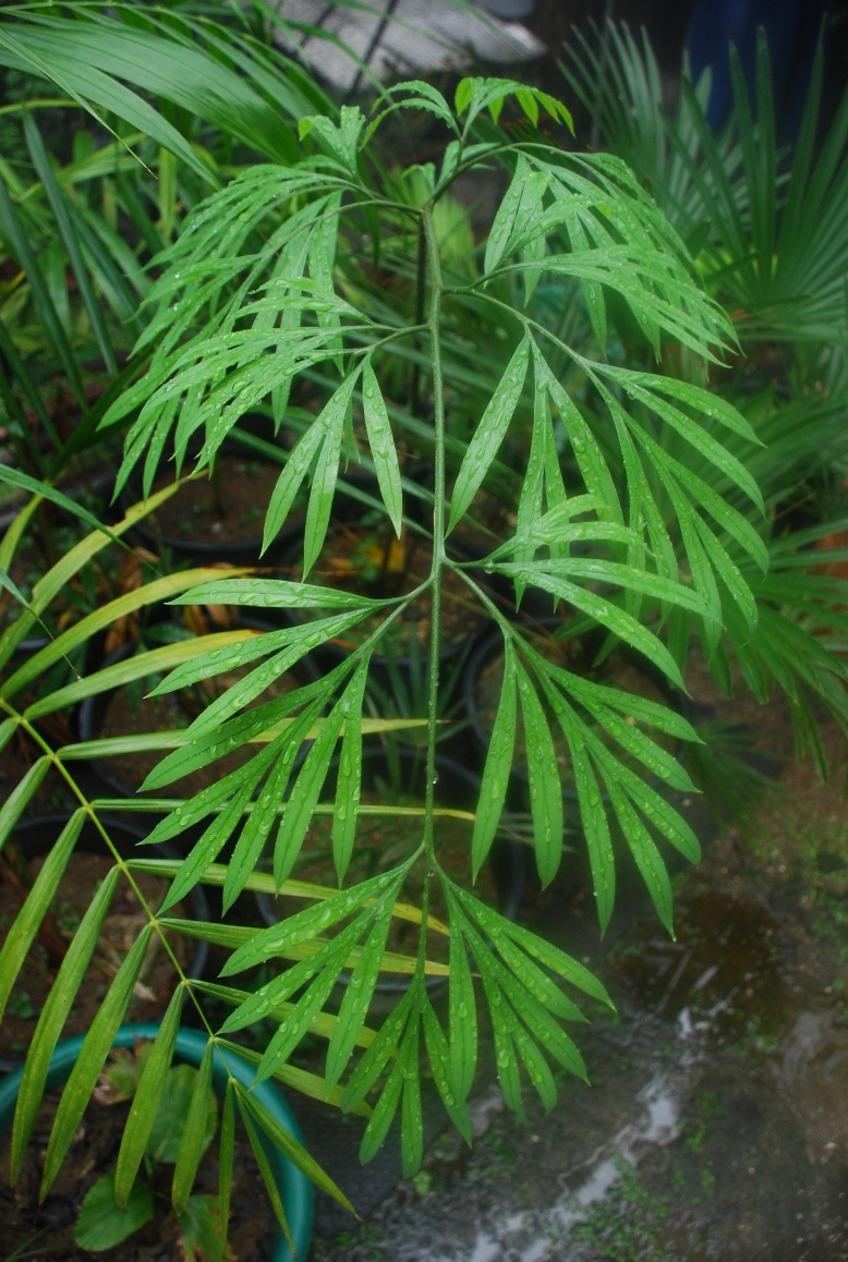 Cycas multipinnata - TROPICAL LOOKING PLANTS - Other Than Palms - PalmTalk