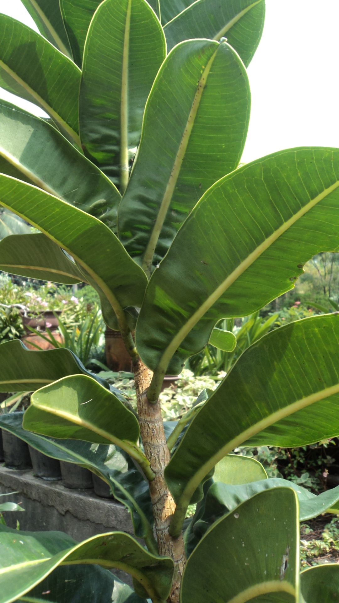 Can you identify this tree? - TROPICAL LOOKING PLANTS - Other Than ...