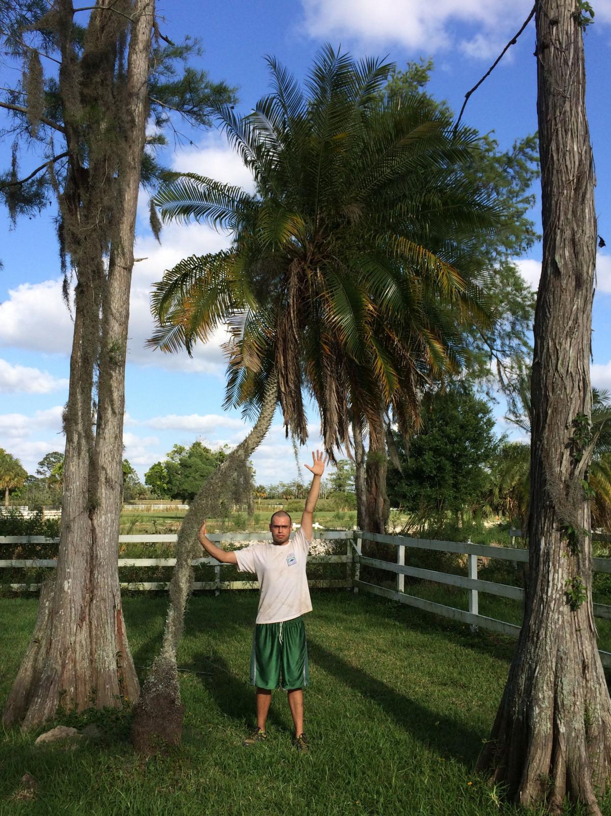 Largest Phoenix Roebelenii's? - DISCUSSING PALM TREES WORLDWIDE - PalmTalk