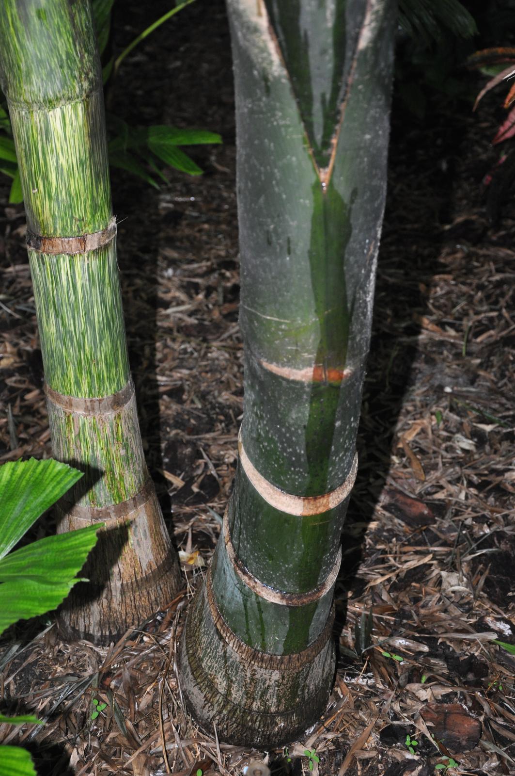 Reverse Watermelon? - DISCUSSING PALM TREES WORLDWIDE - PalmTalk