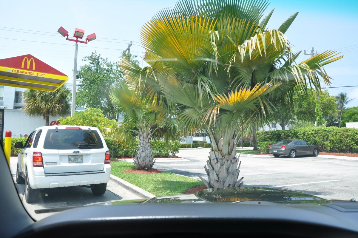Drive thru palmtalking - DISCUSSING PALM TREES WORLDWIDE - PalmTalk