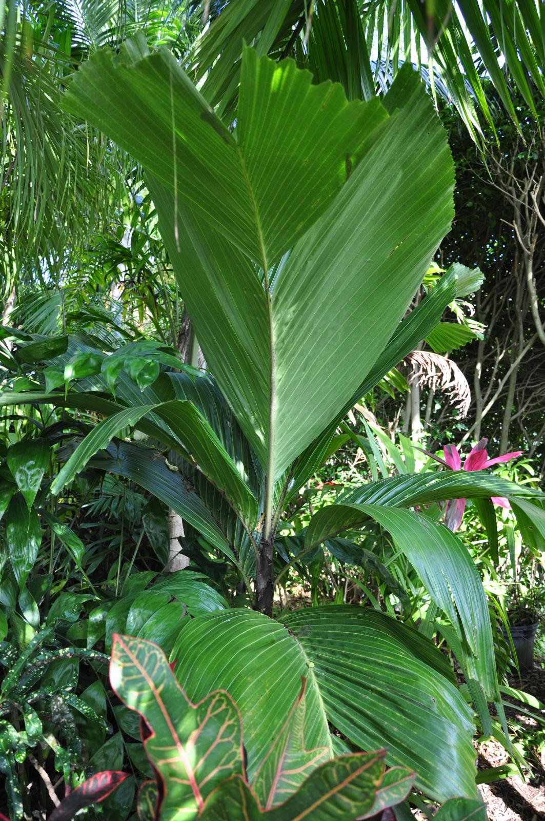 Hydriastele beguinii ' Obi Island' - DISCUSSING PALM TREES WORLDWIDE ...