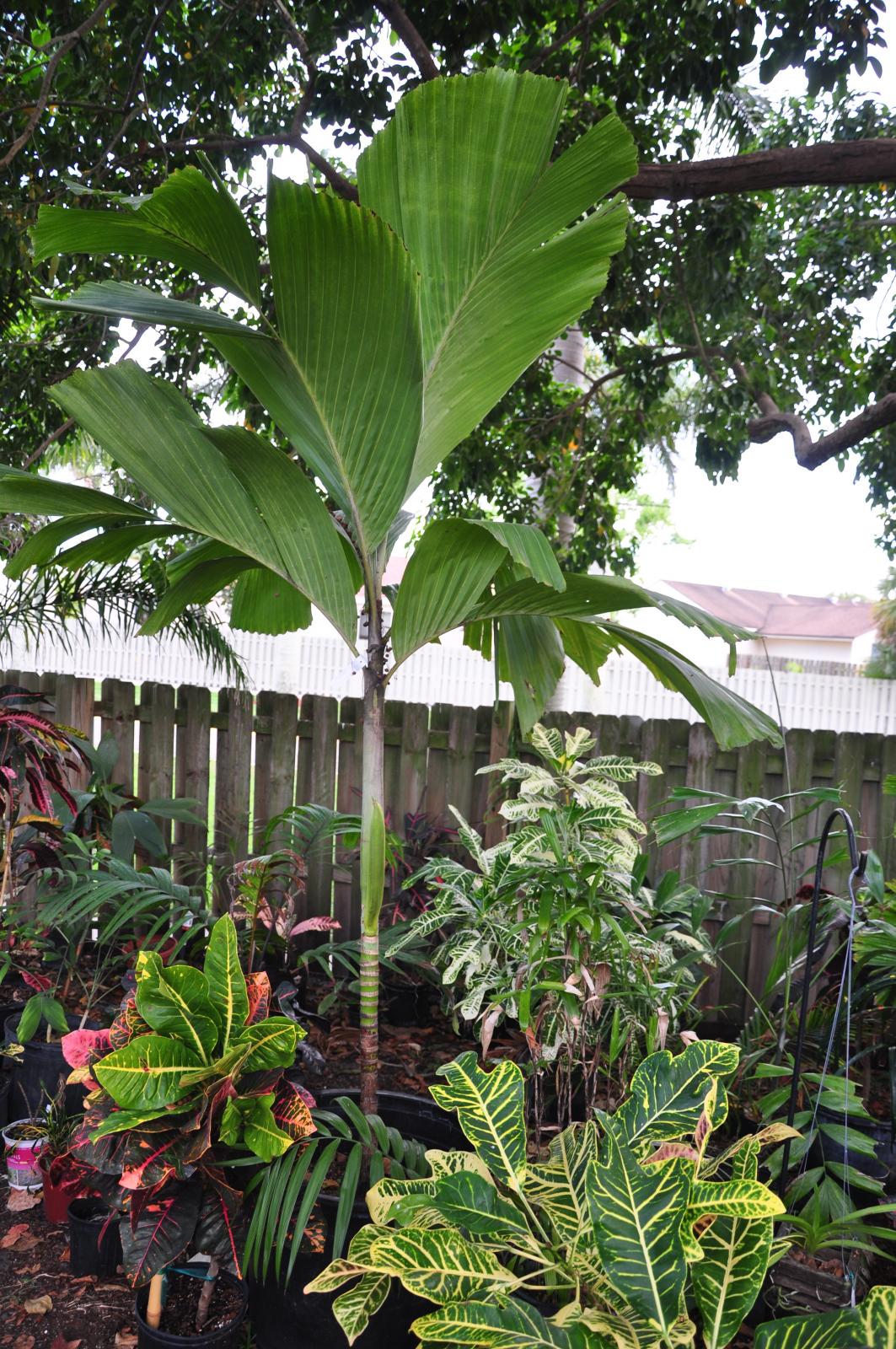 Hydriastele beguinii ' Obi Island' - DISCUSSING PALM TREES WORLDWIDE ...