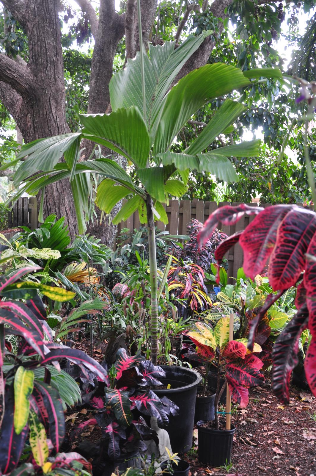 Hydriastele beguinii ' Obi Island' - DISCUSSING PALM TREES WORLDWIDE ...