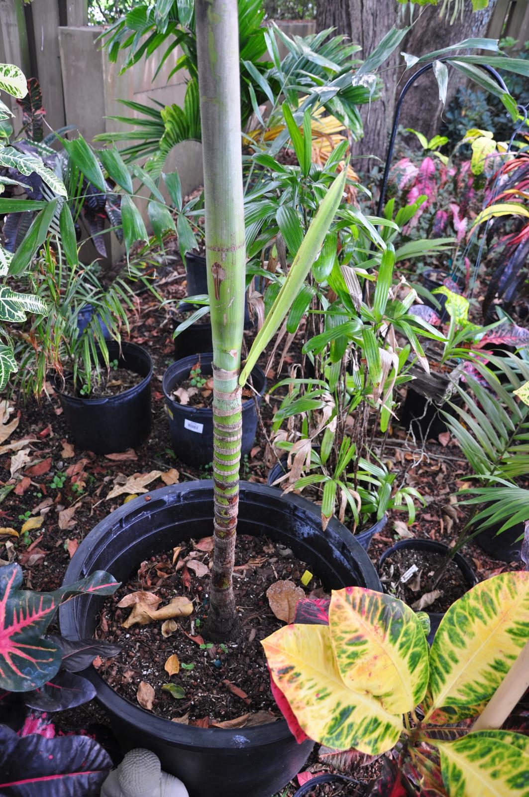 Hydriastele beguinii ' Obi Island' - DISCUSSING PALM TREES WORLDWIDE ...