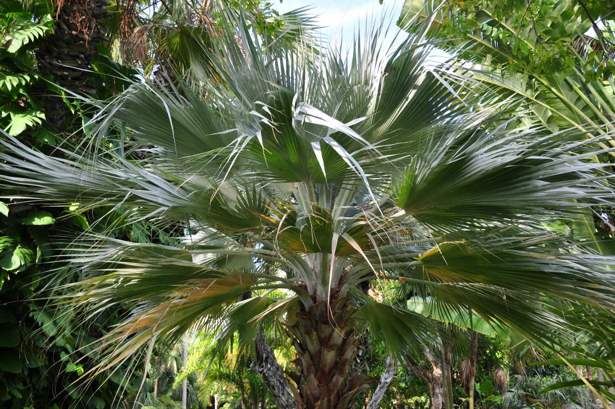 Copernicia ekmanii - DISCUSSING PALM TREES WORLDWIDE - PalmTalk
