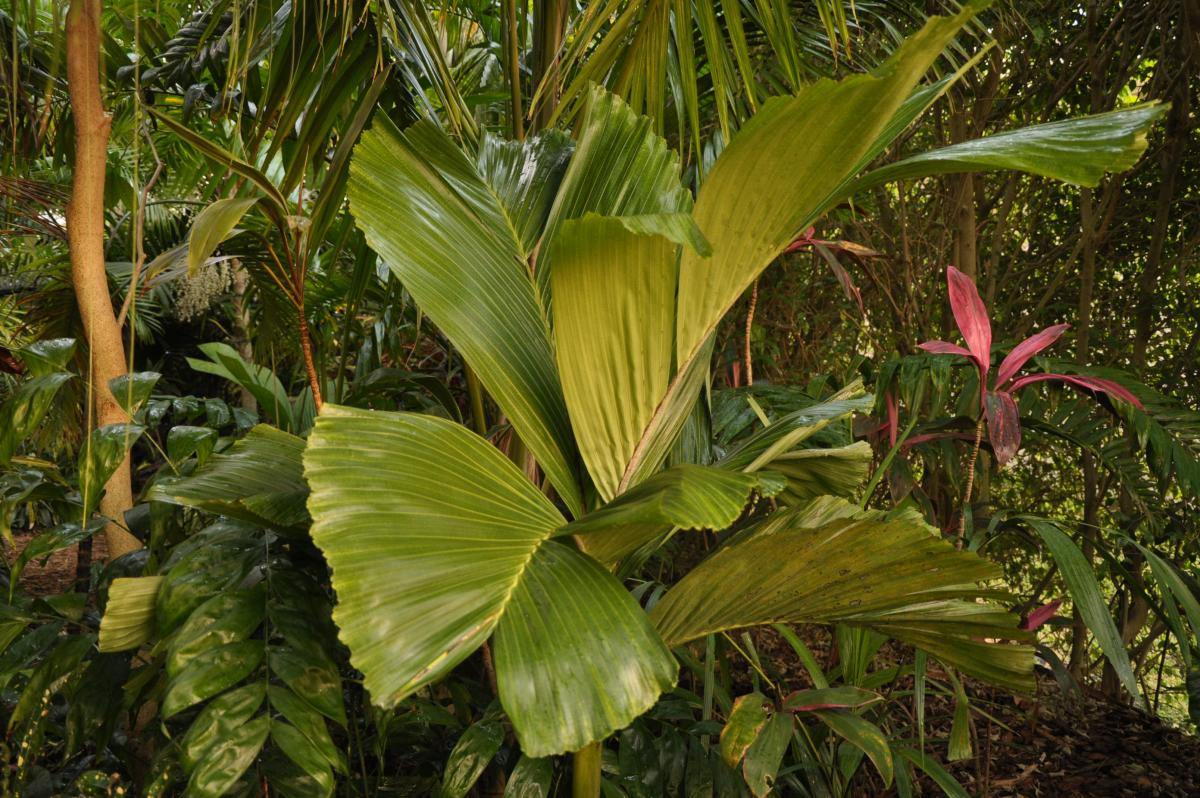 Hydriastele beguinii ' Obi Island' - DISCUSSING PALM TREES WORLDWIDE ...