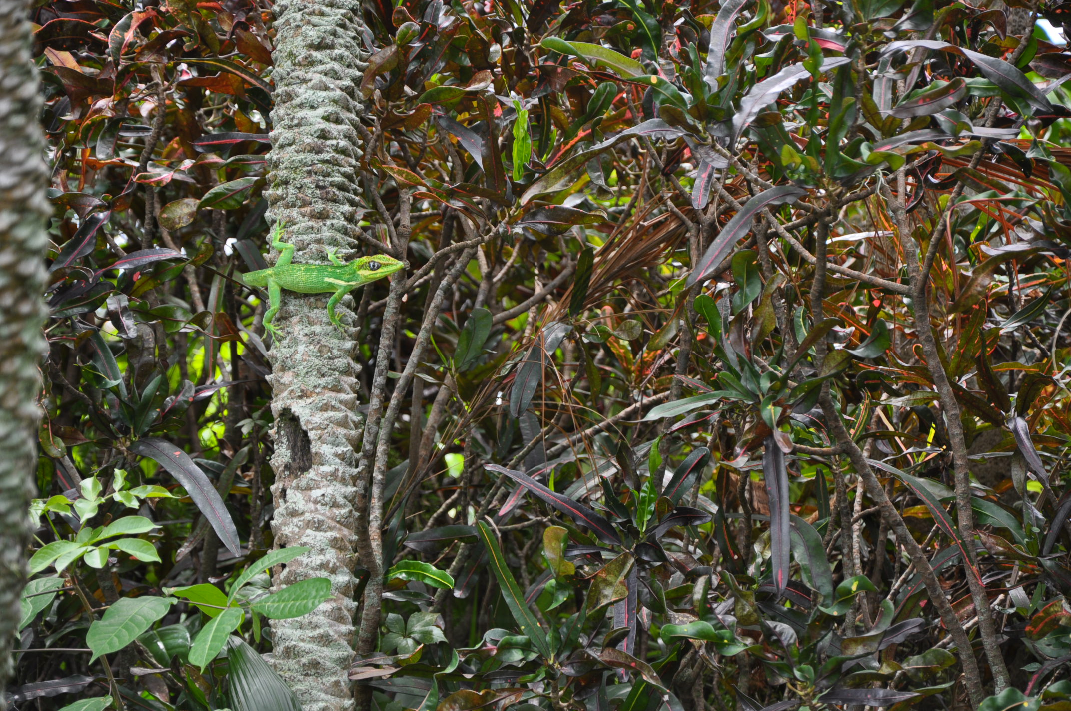 Lizards and palms gallery - DISCUSSING PALM TREES WORLDWIDE - PalmTalk