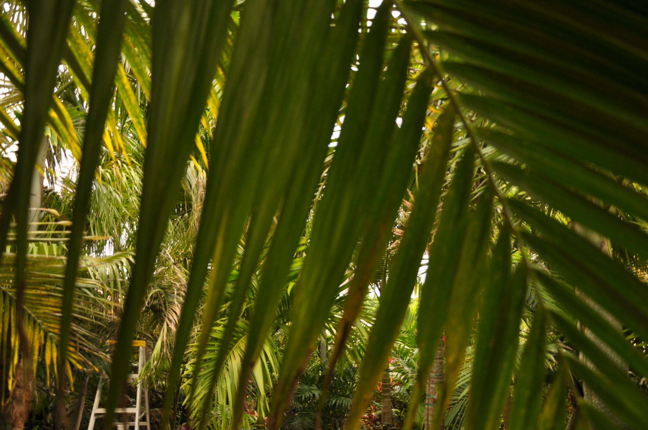 Evil, Wicked Twin - DISCUSSING PALM TREES WORLDWIDE - PalmTalk