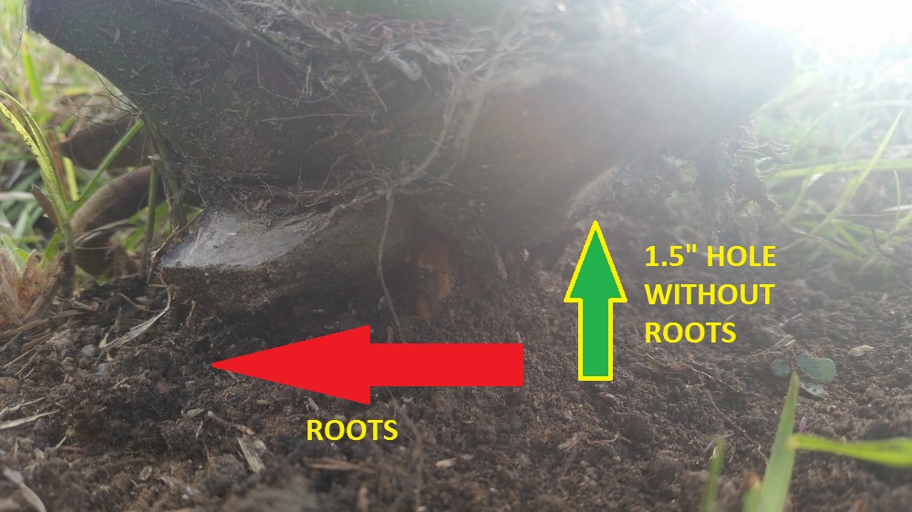 Similar to gophers damage - DISCUSSING PALM TREES WORLDWIDE - PalmTalk