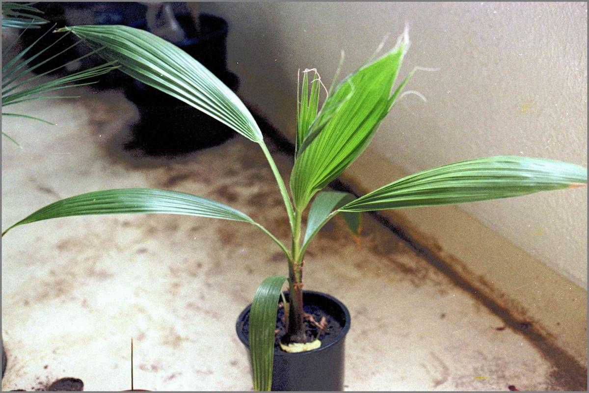 Droopy leaves and three trunks - DISCUSSING PALM TREES WORLDWIDE - PalmTalk
