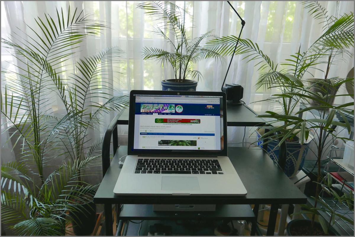 Show us your Office Palms! - DISCUSSING PALM TREES WORLDWIDE - PalmTalk