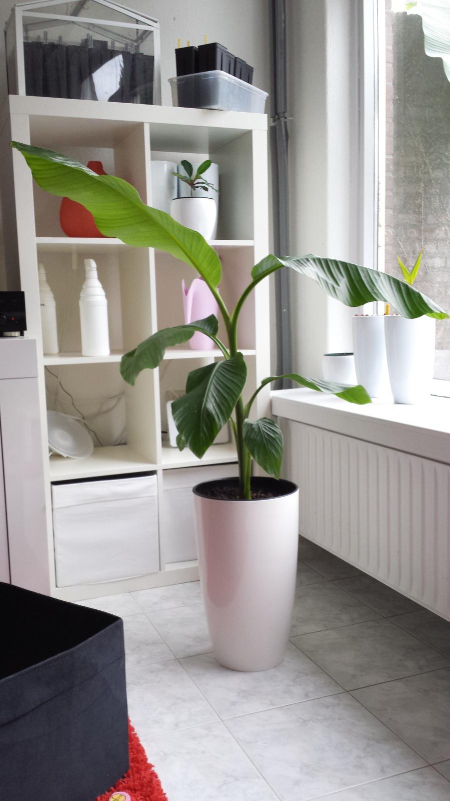 Musa velutina as an indoor plant - TROPICAL LOOKING PLANTS - Other Than ...