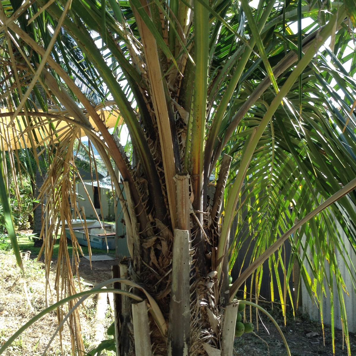 Can anyone ID this palm please - DISCUSSING PALM TREES WORLDWIDE - PalmTalk