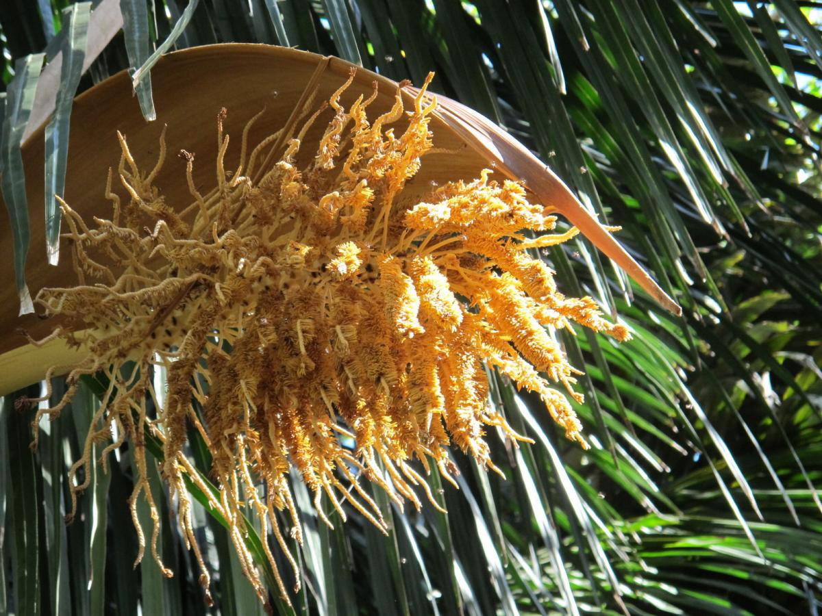 Attalea sp. - DISCUSSING PALM TREES WORLDWIDE - PalmTalk