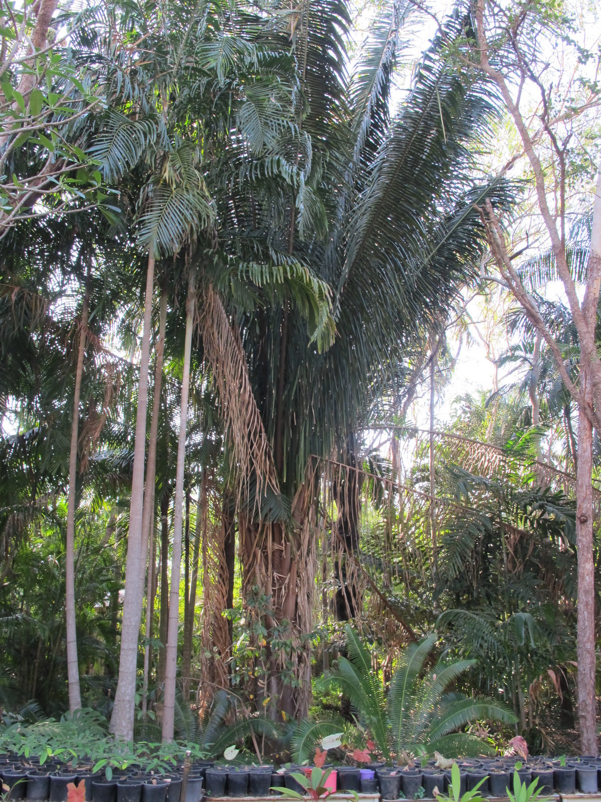 Attalea sp. - DISCUSSING PALM TREES WORLDWIDE - PalmTalk