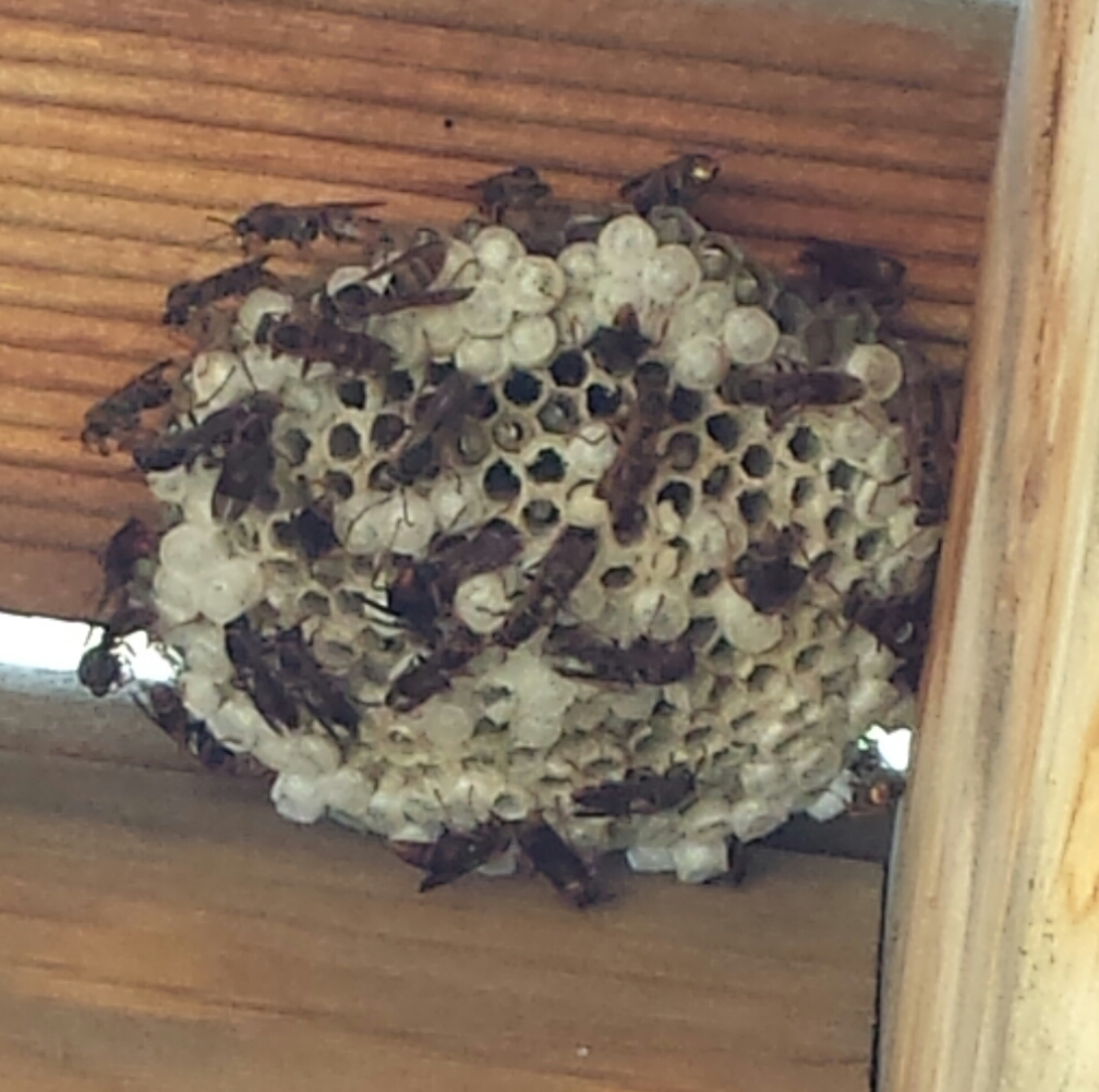 Garden insects, spiders and such - OHANA NUI - OFF TOPIC SUB-FORUM ...