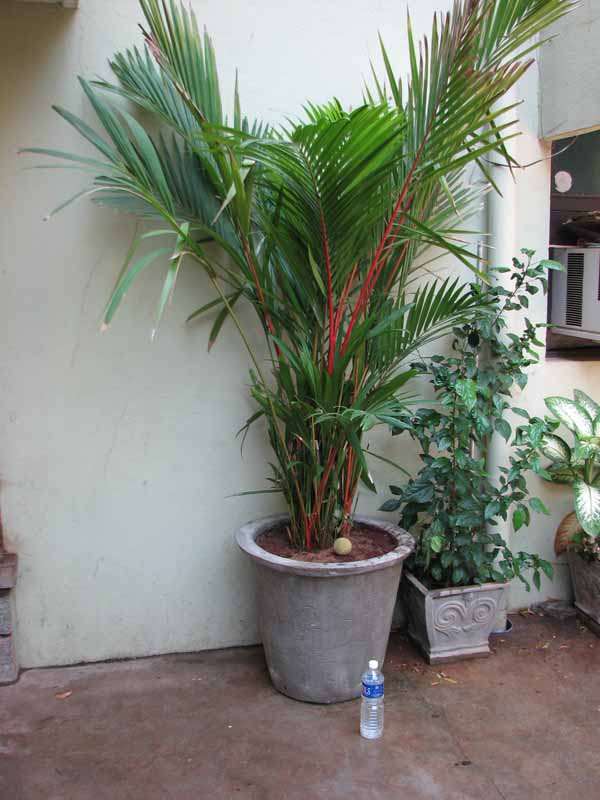 Cyrtostachys lakka (renda) - DISCUSSING PALM TREES WORLDWIDE - PalmTalk