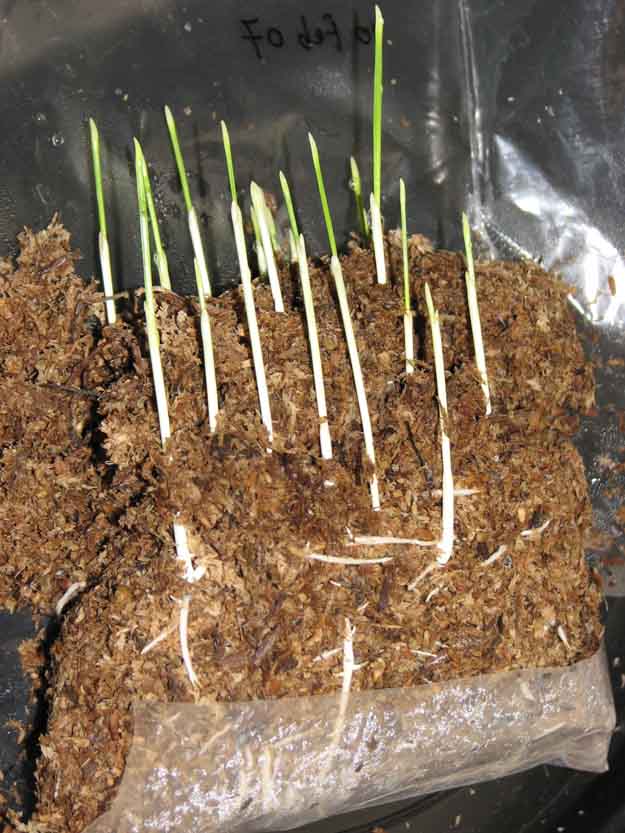 Germinating Seeds - DISCUSSING PALM TREES WORLDWIDE - PalmTalk