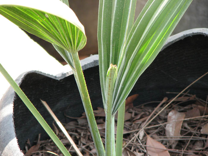 Corypha home plantings - DISCUSSING PALM TREES WORLDWIDE - PalmTalk