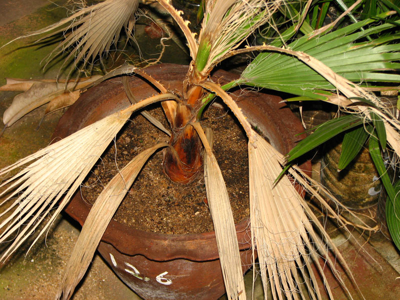 CONTAINER PALMS - DISCUSSING PALM TREES WORLDWIDE - PalmTalk