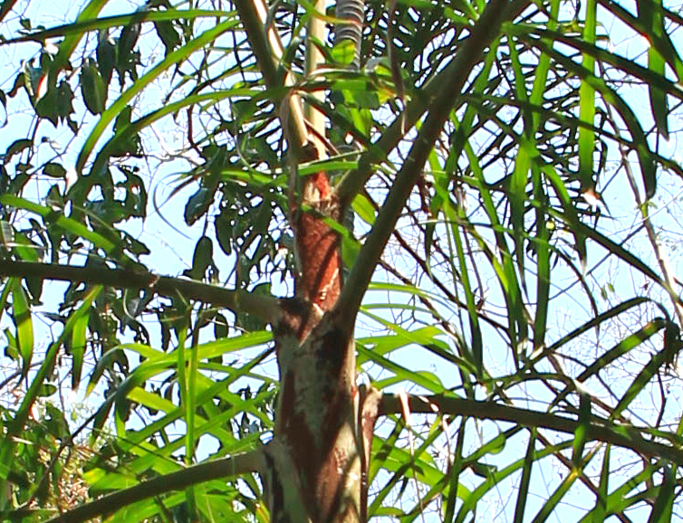 Palm ID Please - DISCUSSING PALM TREES WORLDWIDE - PalmTalk