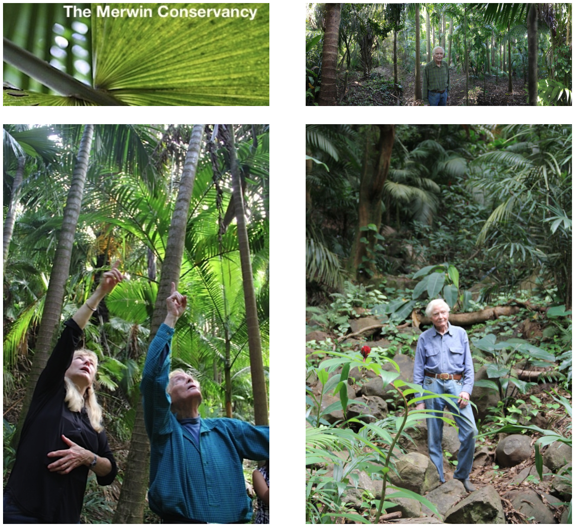Merwin Palm Forest Conservancy - Maui - DISCUSSING PALM TREES WORLDWIDE - PalmTalk