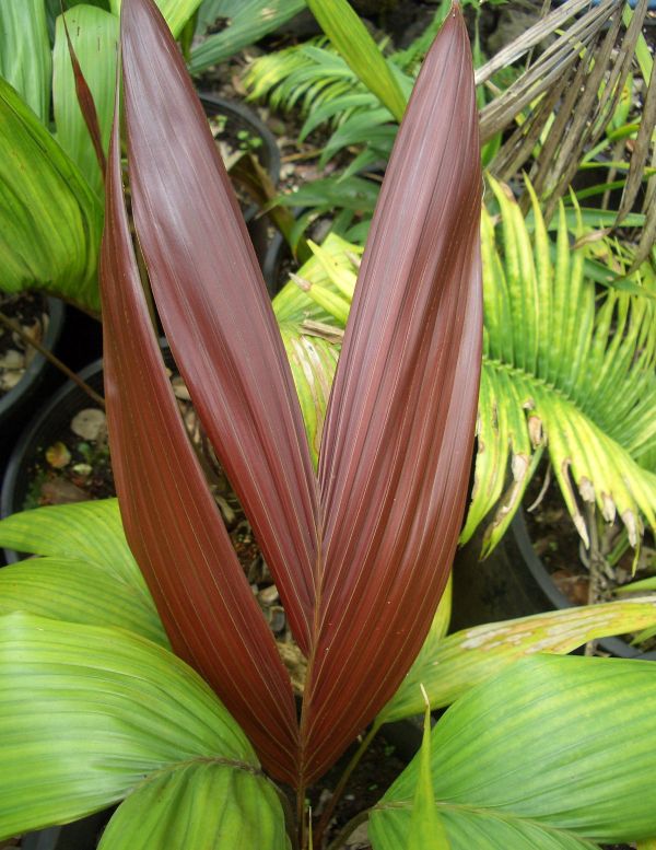 New Leaf Color - DISCUSSING PALM TREES WORLDWIDE - PalmTalk