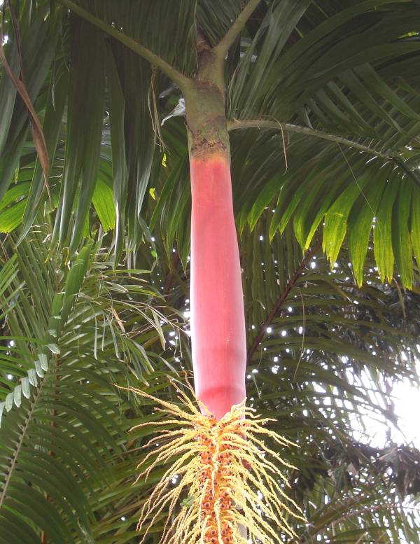 areca macrocalyx? - DISCUSSING PALM TREES WORLDWIDE - PalmTalk
