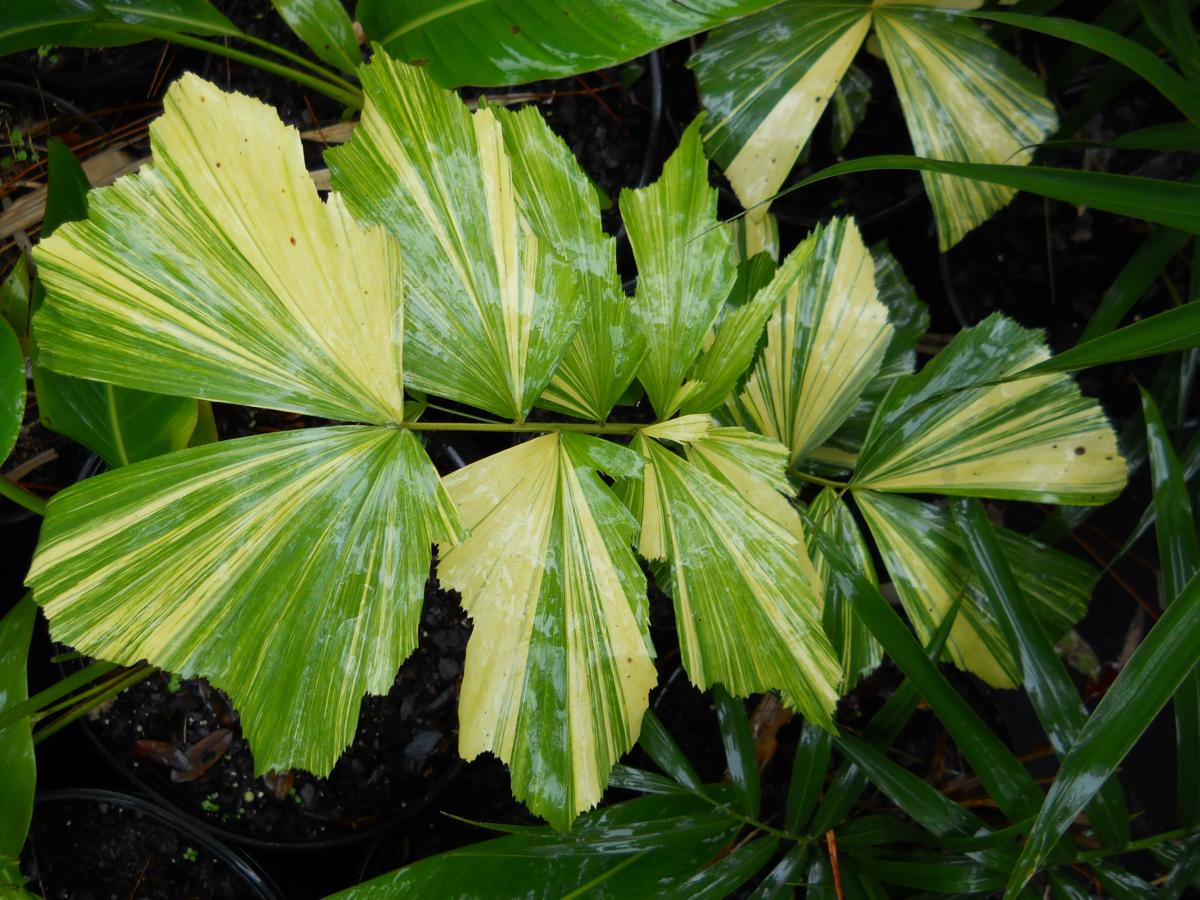 albino Caryota mitis seedlings - DISCUSSING PALM TREES WORLDWIDE - PalmTalk