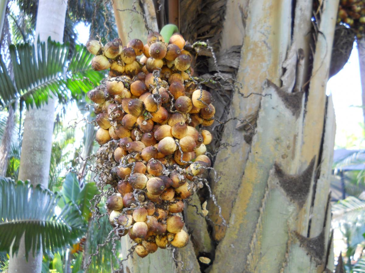 Syagrus coronata Seed - For Sale - PalmTalk
