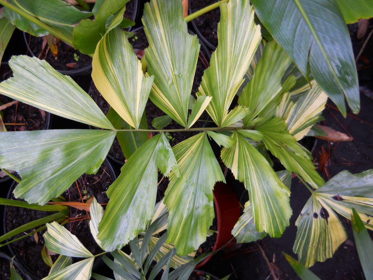 albino Caryota mitis seedlings - DISCUSSING PALM TREES WORLDWIDE - PalmTalk