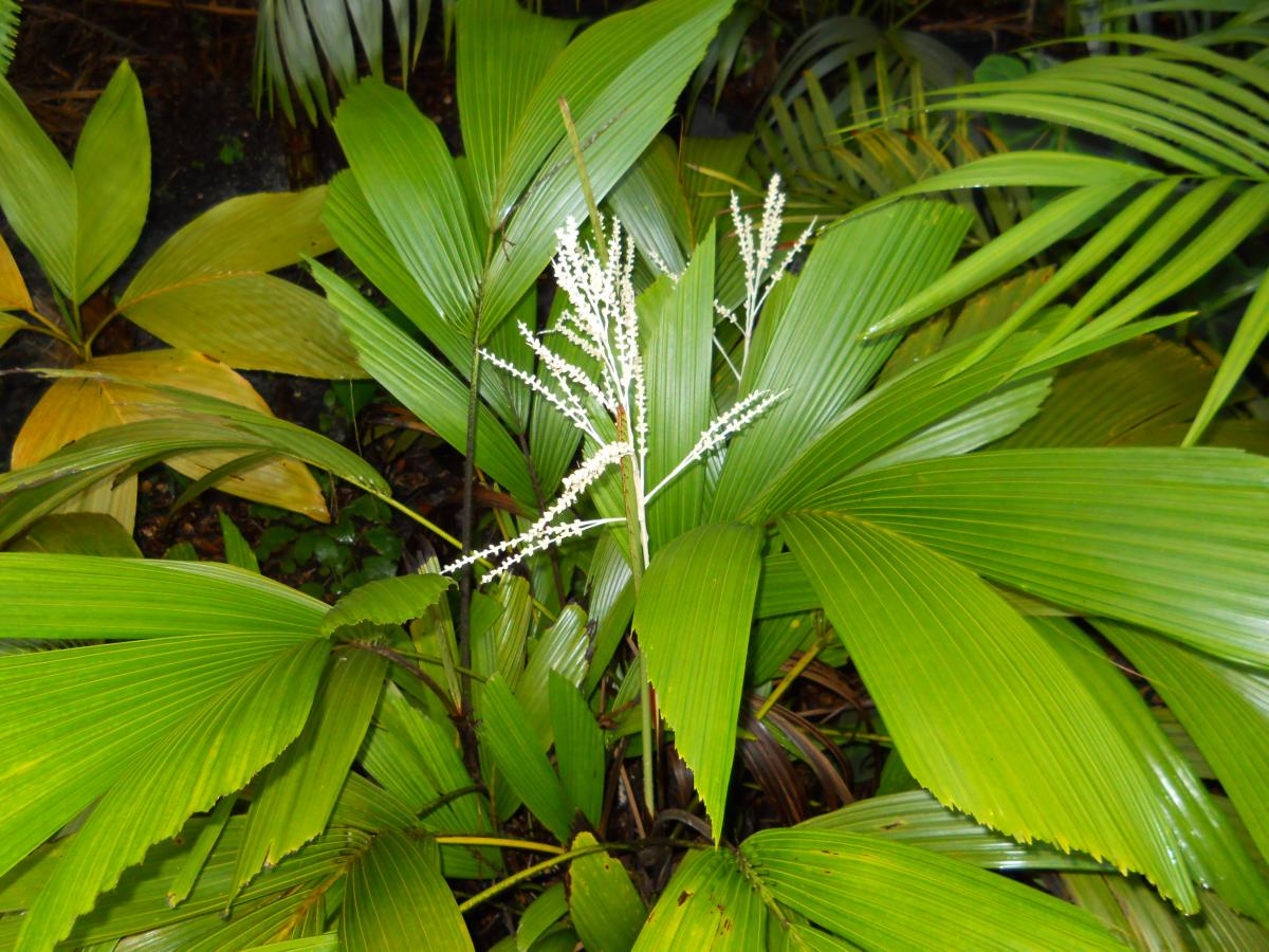 Reinhardtia gracilis inflorescence - DISCUSSING PALM TREES WORLDWIDE ...