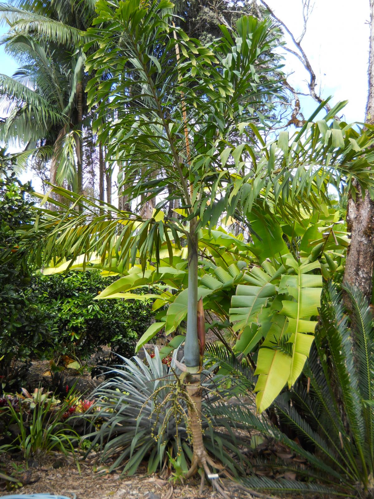 Bill Austin's Garden Tour - TRAVEL LOGS - PalmTalk