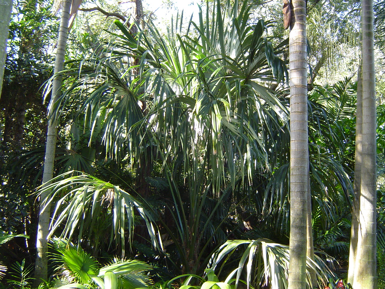 Impressive Sabals - DISCUSSING PALM TREES WORLDWIDE - PalmTalk