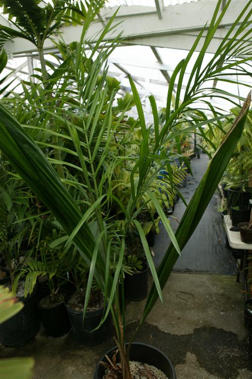 Syagrus pseudococos - DISCUSSING PALM TREES WORLDWIDE - PalmTalk