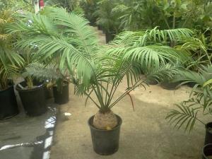 Cycas Petraea