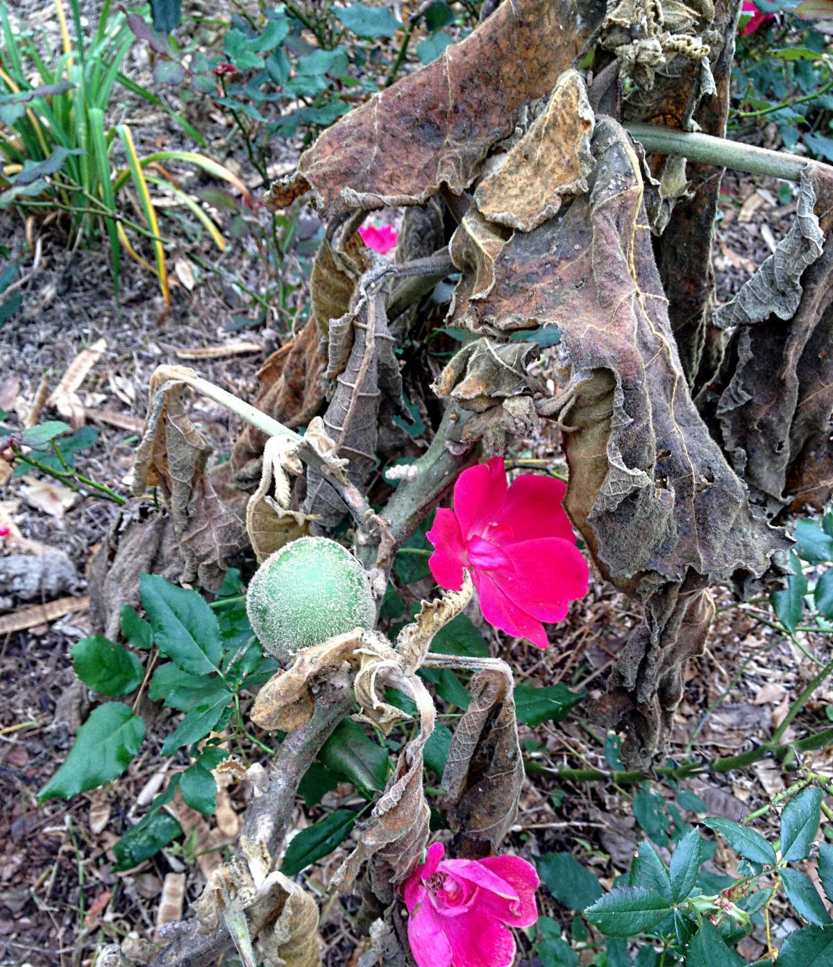 Cubiu - TROPICAL LOOKING PLANTS - Other Than Palms - PalmTalk
