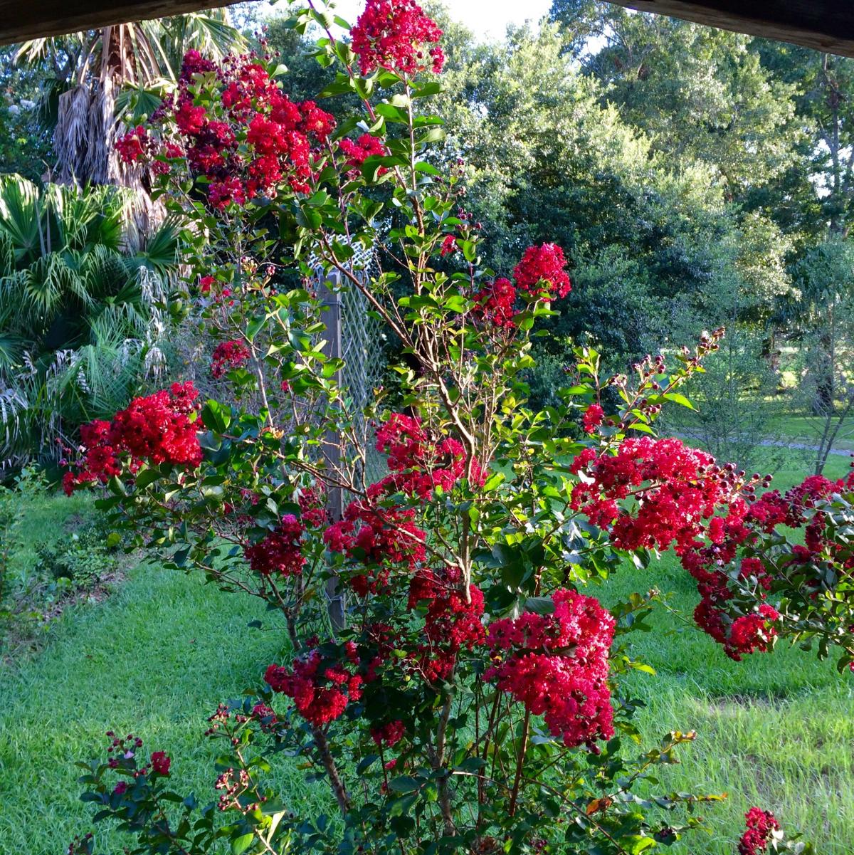 Dynamite - TROPICAL LOOKING PLANTS - Other Than Palms - PalmTalk