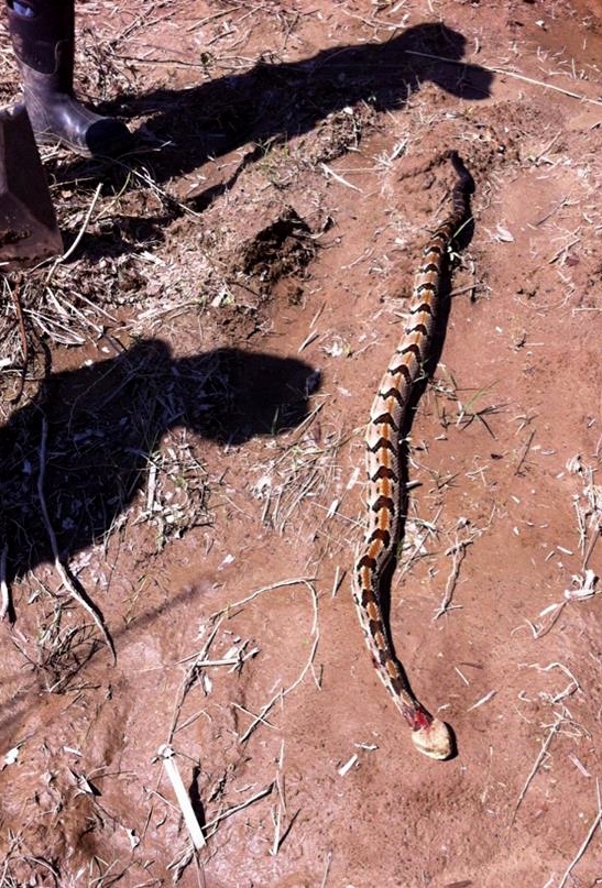 Battling Giant Hawaiian Snakes - OHANA NUI - OFF TOPIC SUB-FORUM - PalmTalk