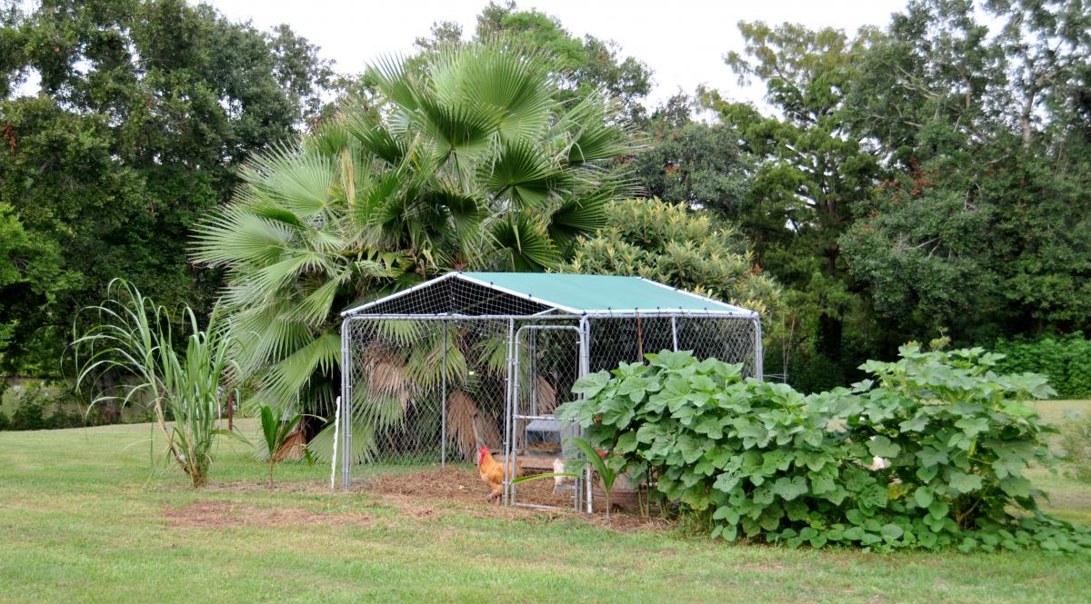 Palms, chickens, and not vegetables! Yet - DISCUSSING PALM TREES ...