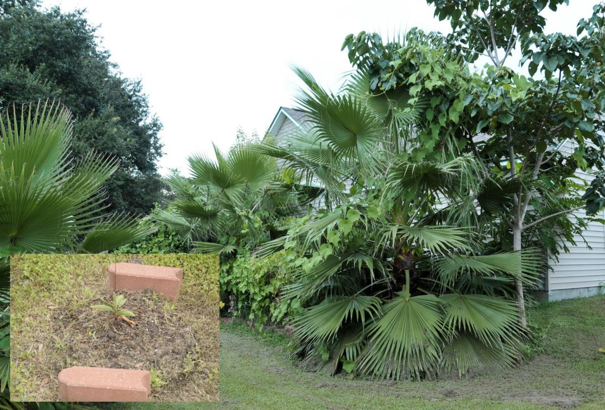 Washingtonia 'filibusta' - DISCUSSING PALM TREES WORLDWIDE - PalmTalk