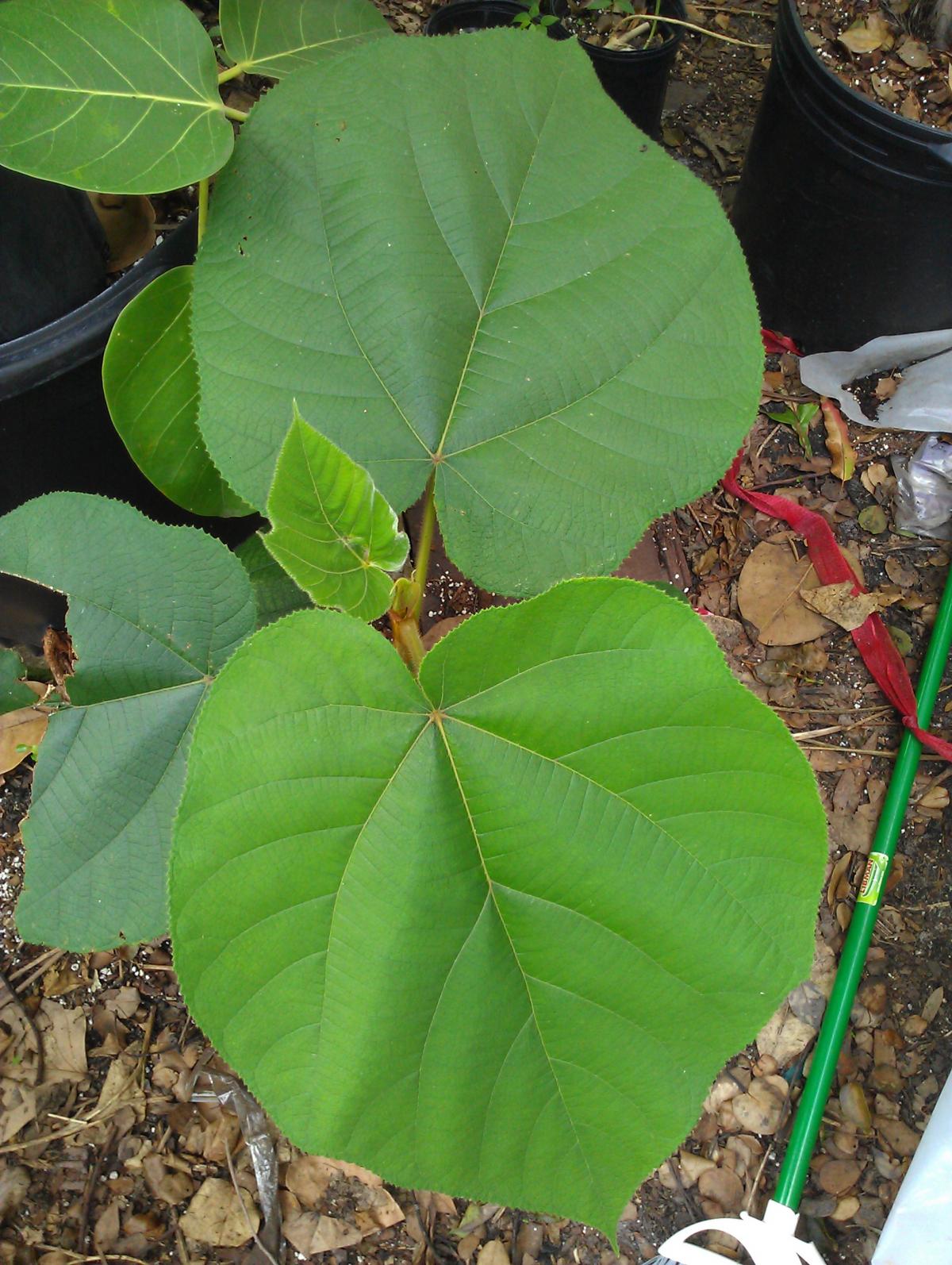 Cool Ficus - TROPICAL LOOKING PLANTS - Other Than Palms - PalmTalk